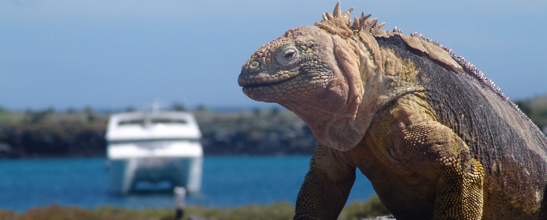 Andean Discovery Travel South America, Galapagos & Machu Picchu Pros